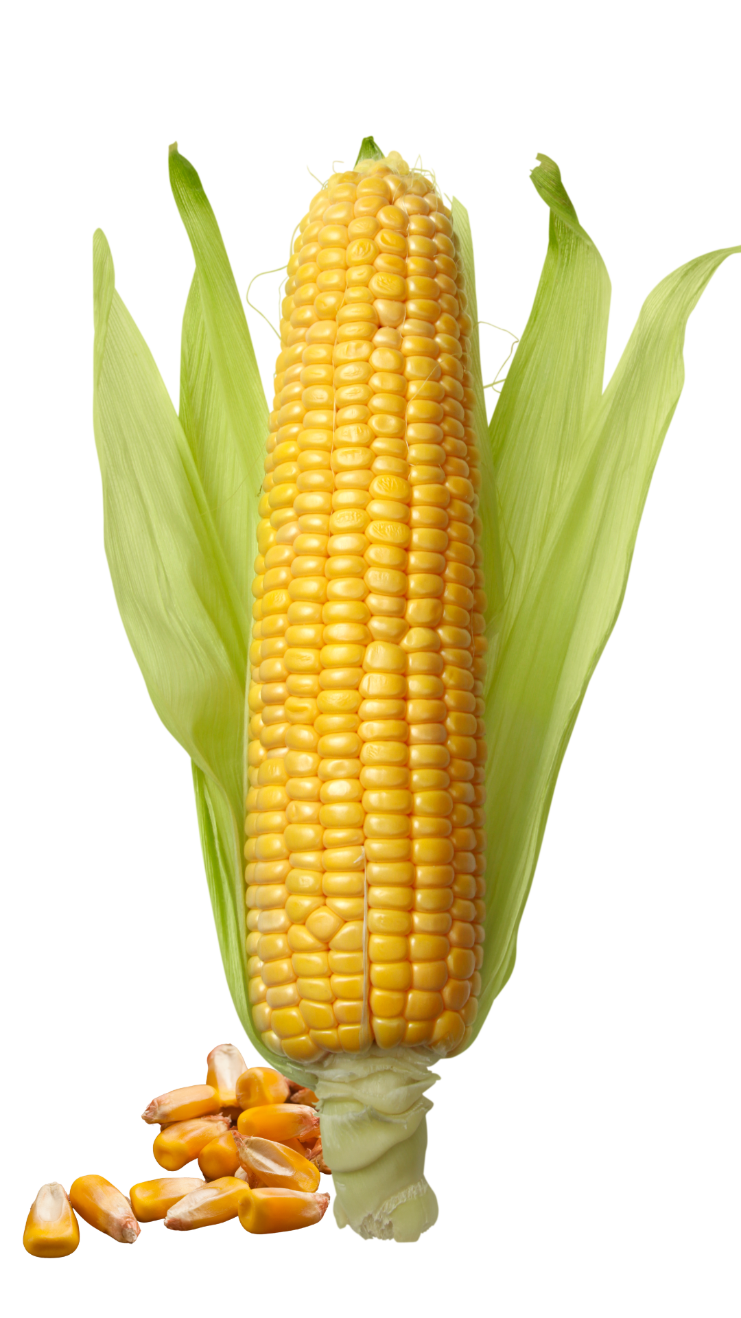 Authentic Mexican Corn Tortillas